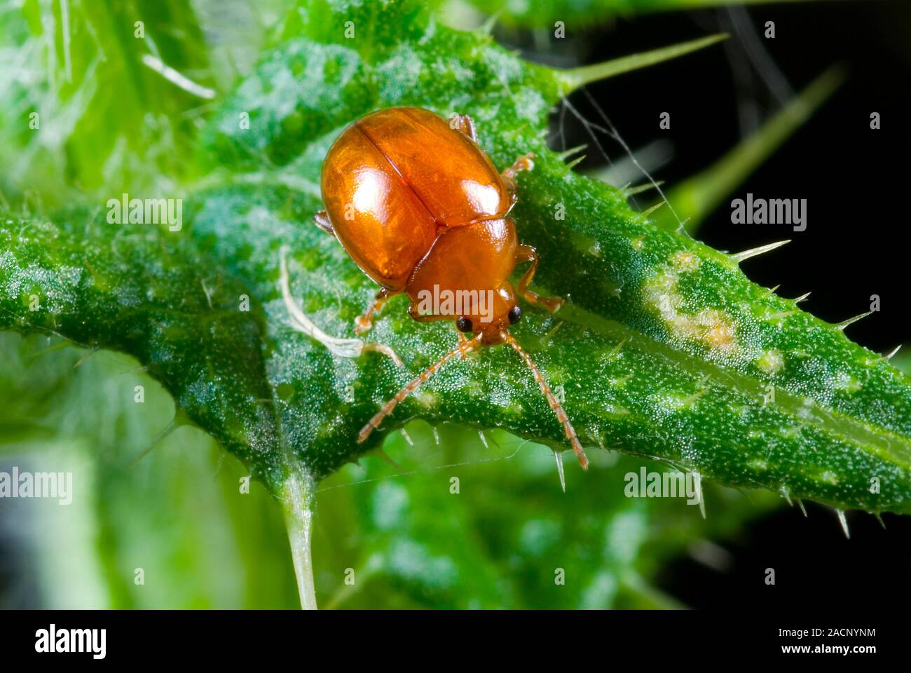 Flea beetle (Sphaeroderma testaceum) on a spear thistle (Cirsium ...