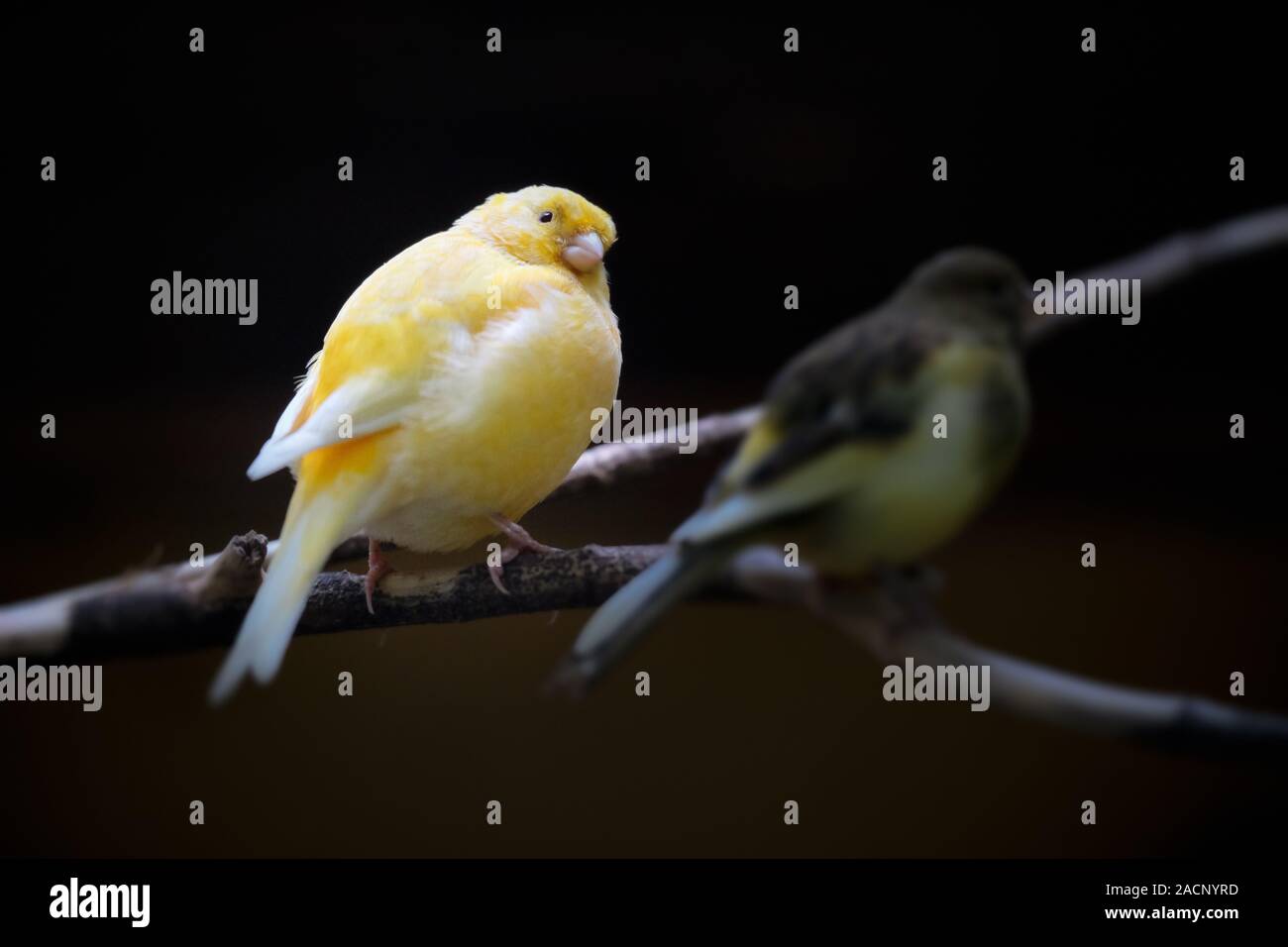 Canary sitting on branch hi-res stock photography and images - Alamy