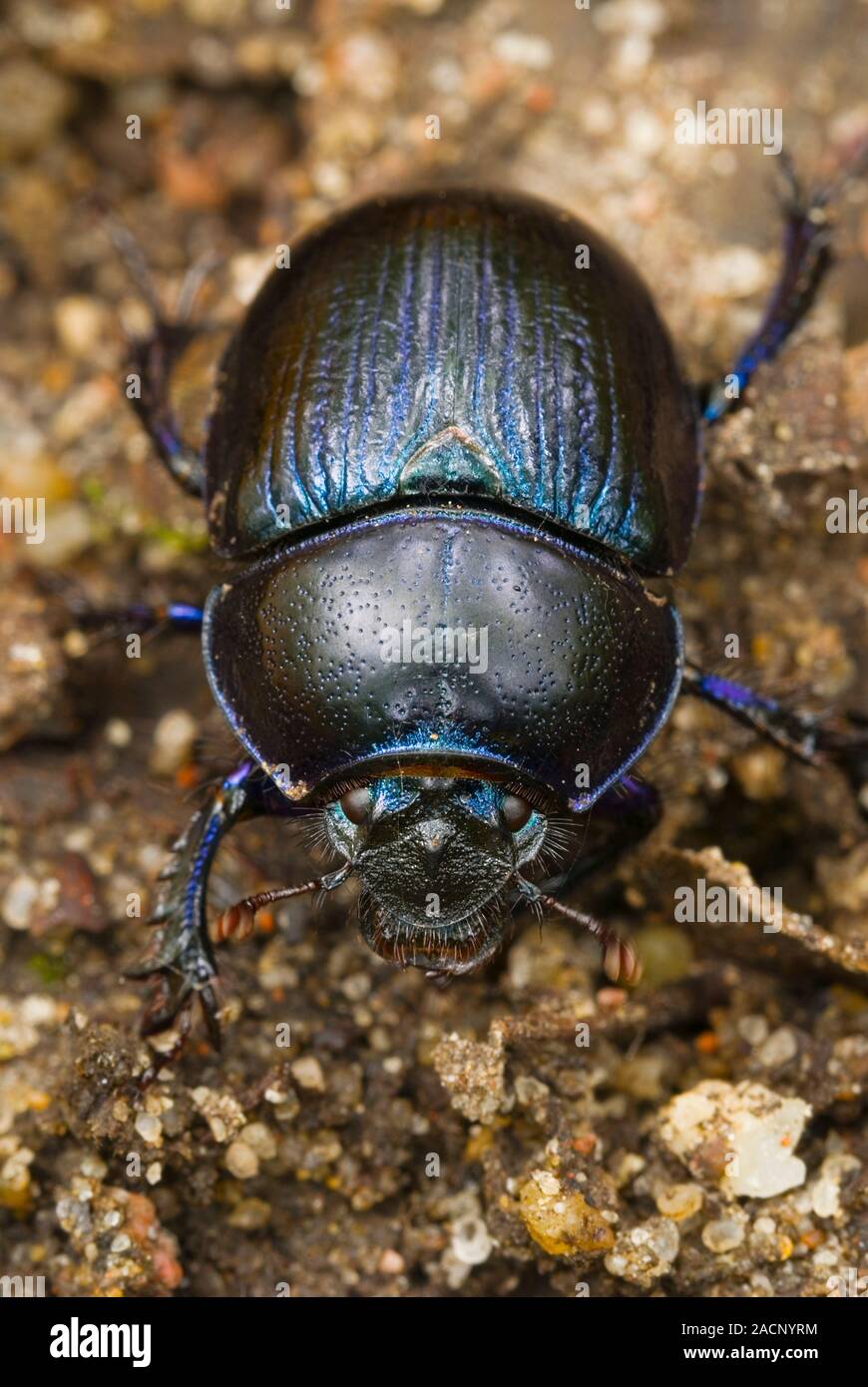 Dung beetle (Geotrupes stercorosus) on the forest floor. This earth ...