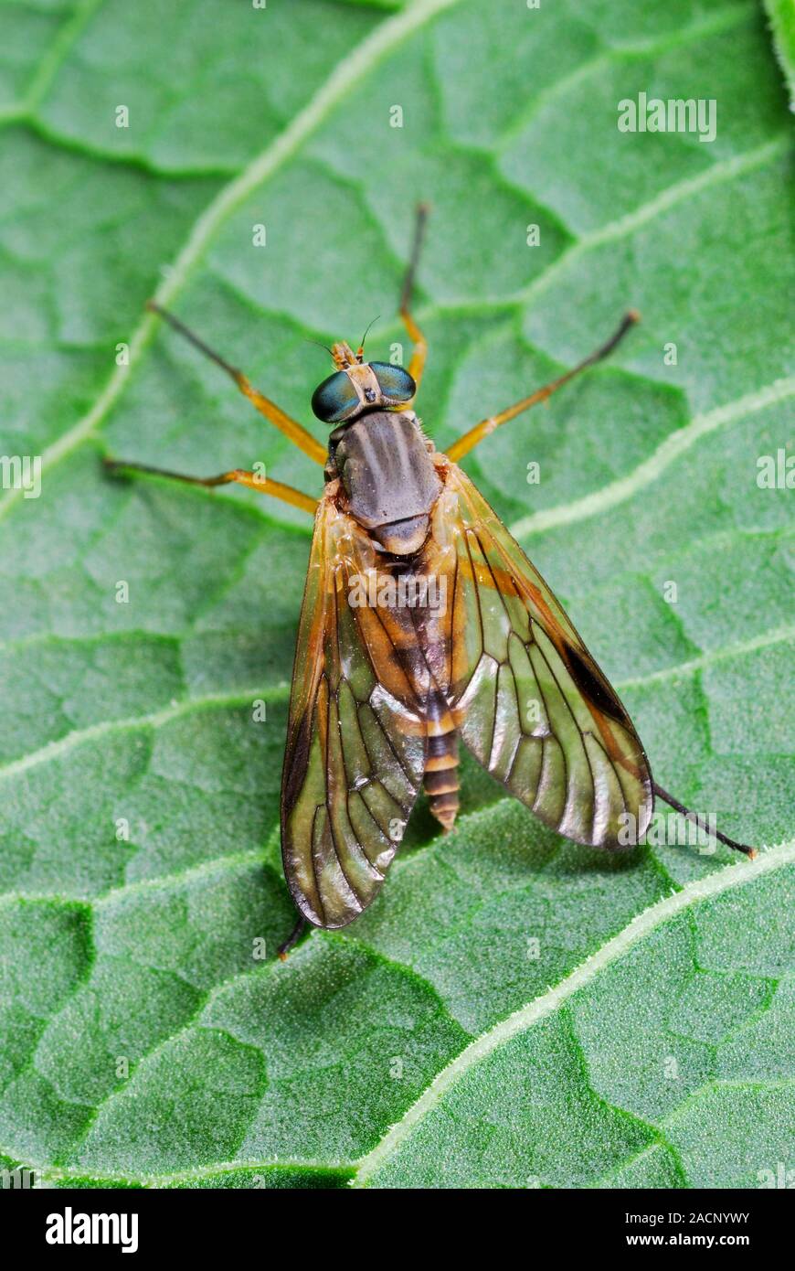 Snipe fly (Rhagio notatus) on a leaf. Snipe flies are medium or large ...
