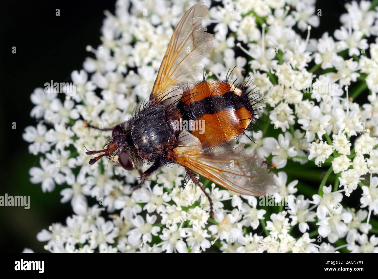 Tachinid fly (Tachina fera) on a flower head. This species of tachinid ...