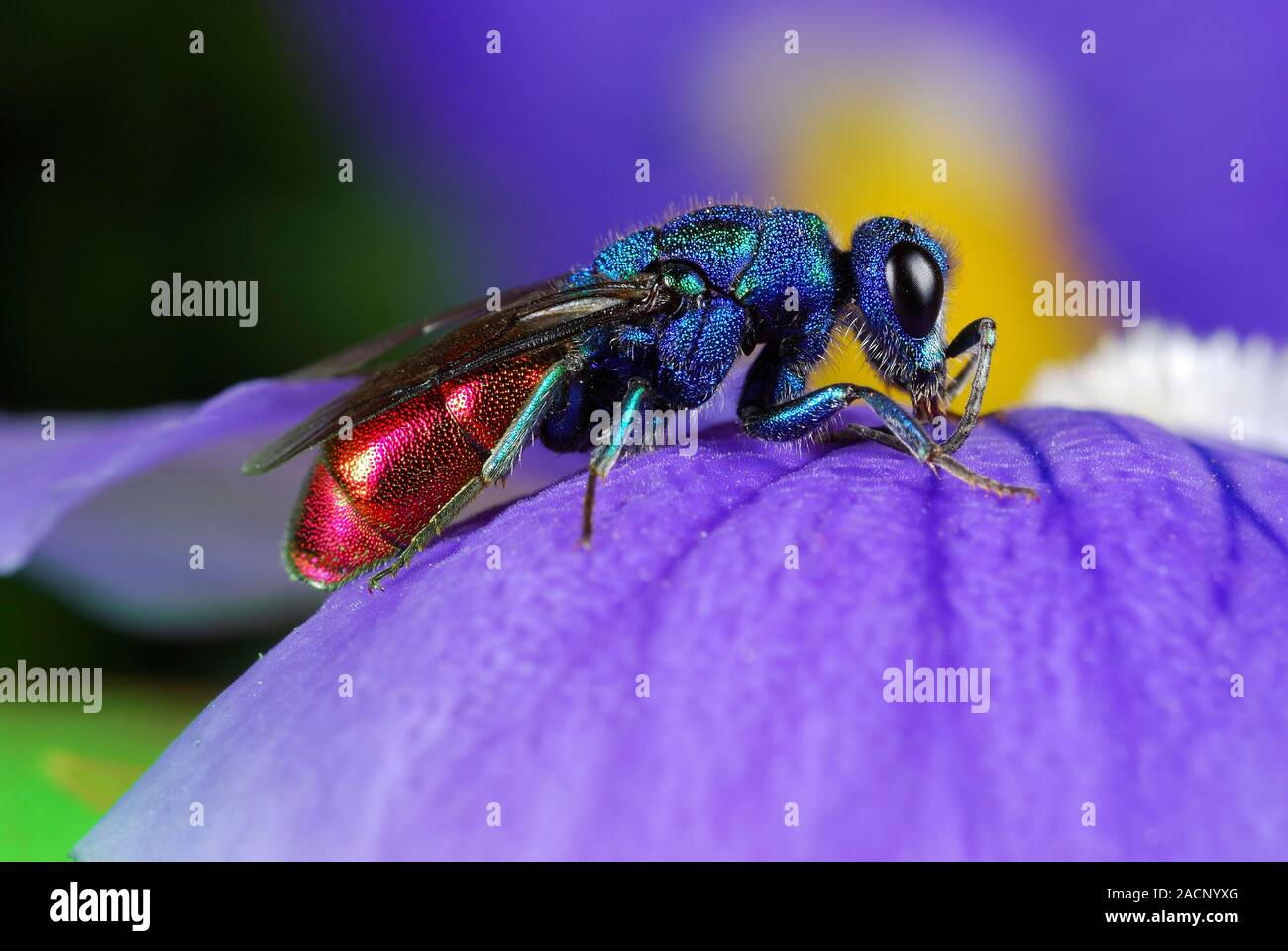 Cuckoo wasp (Chrysis ignita) on a flower. Photographed in Poland Stock ...