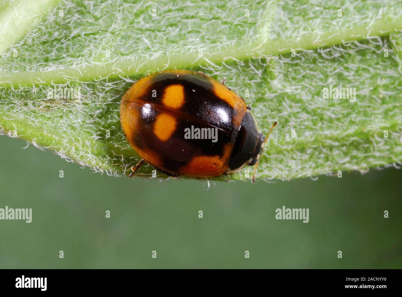 Ten-spot ladybird (Adalia decempunctata) on a leaf. Photographed in ...