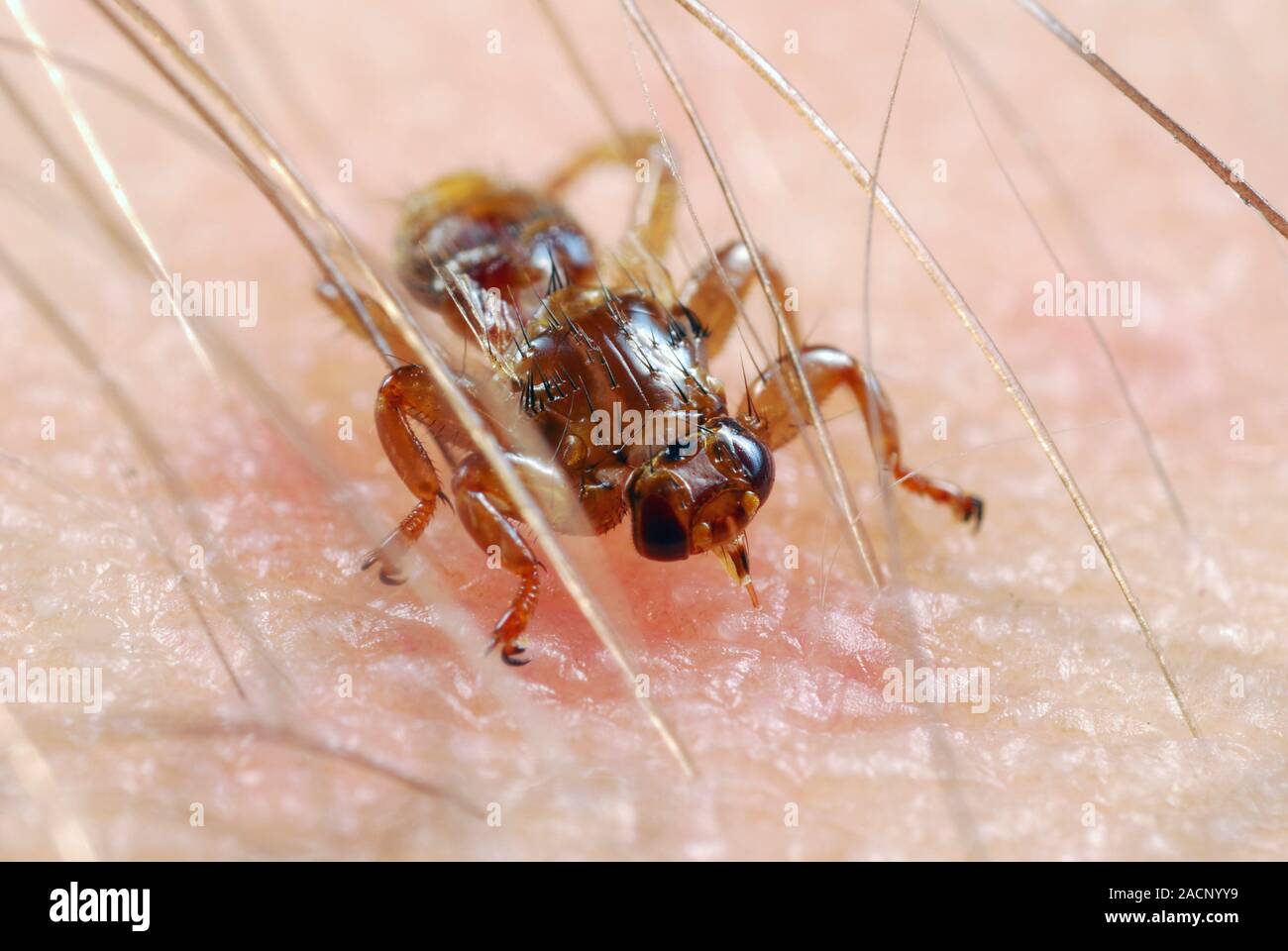 Deer fly. Close-up of a deer fly (Lipoptena cervi), or deer ked, on ...