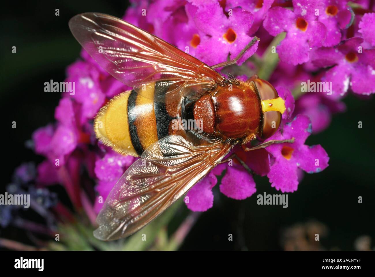 Hornet mimic hoverfly. Close-up of a hornet mimic hoverfly (Volucella ...