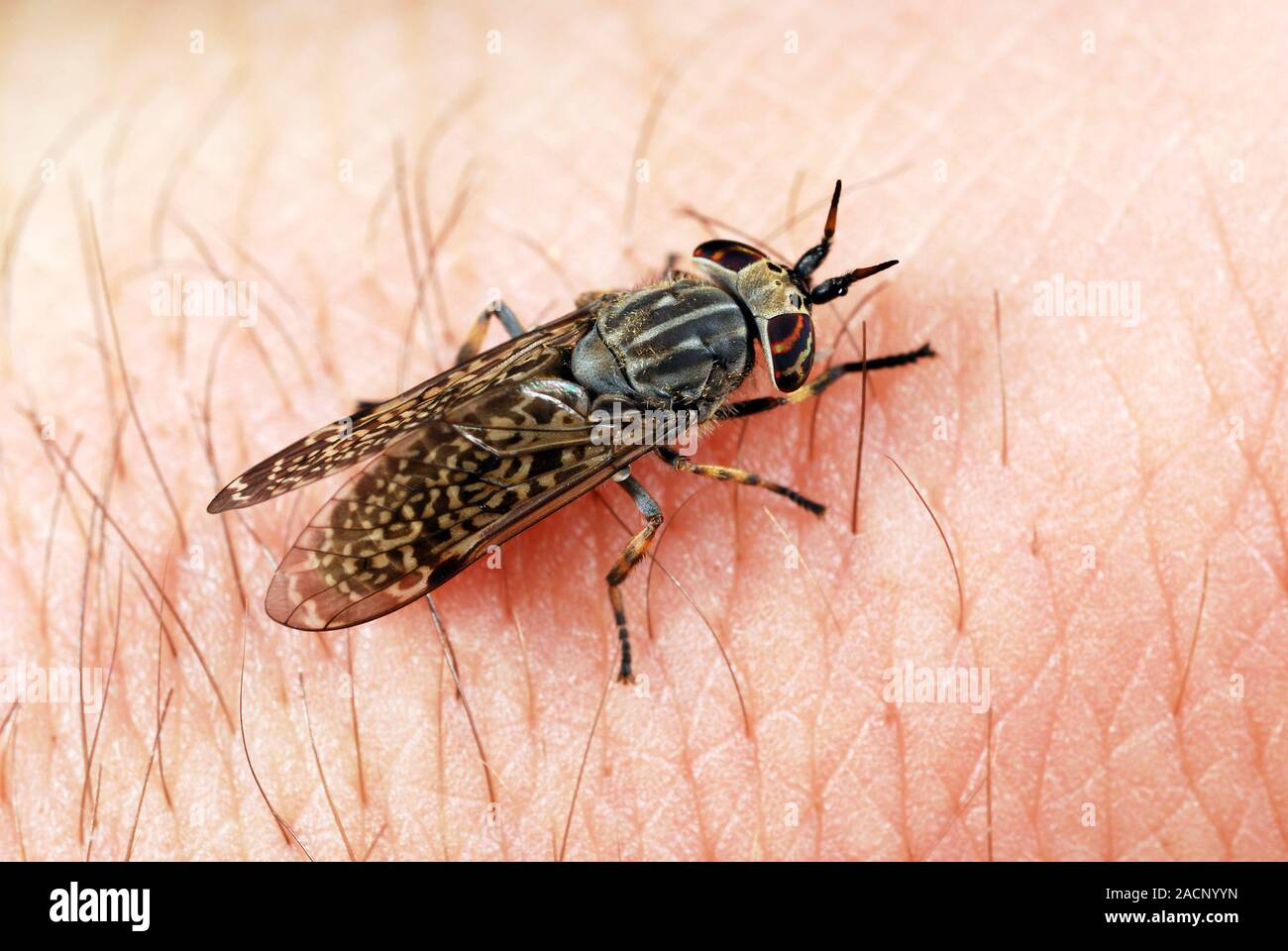 Common horse fly. Close-up of a common horse fly (Haematopota pluvialis ...