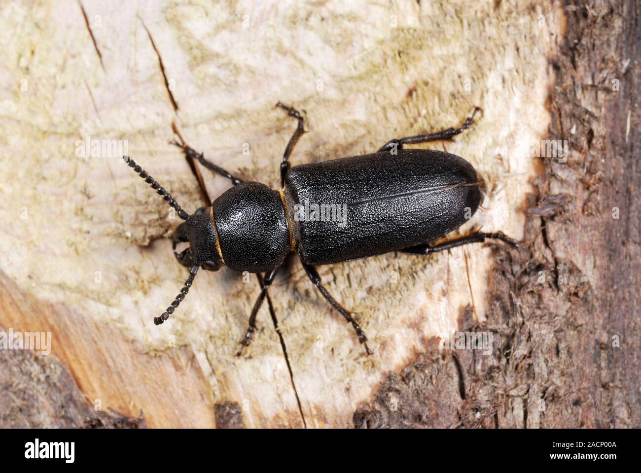 Long-horned beetle (Spondylis buprestoides) on a wooden stump ...