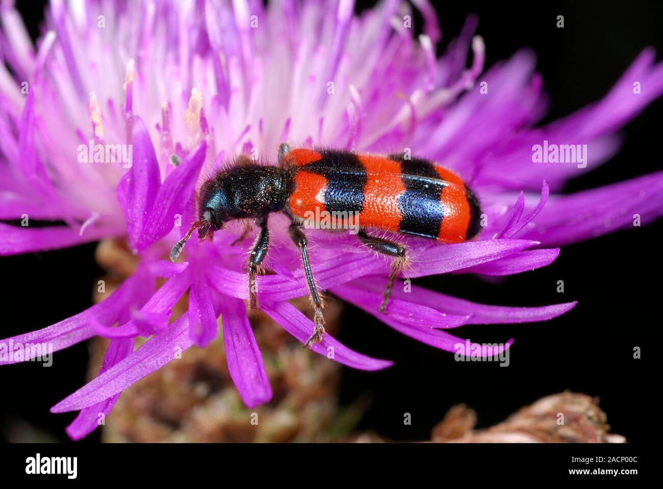 Bee beetle (Trichodes apiarius) on a flower. These beetles are found in ...