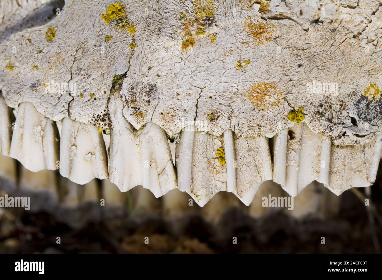 Sheep teeth hi-res stock photography and images - Alamy