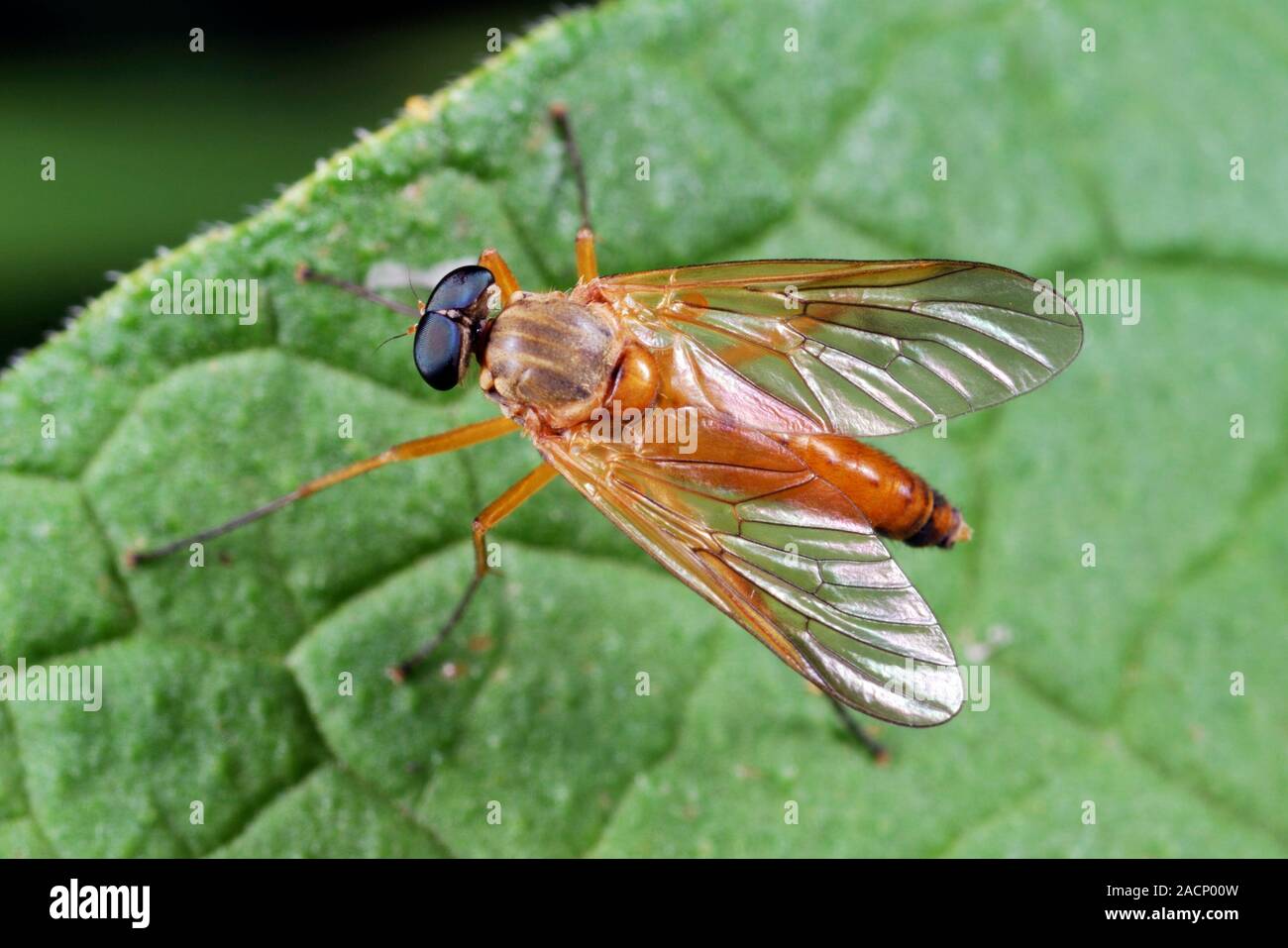 Snipe fly (Rhagio immaculatus) on a leaf. Snipe flies are medium or ...