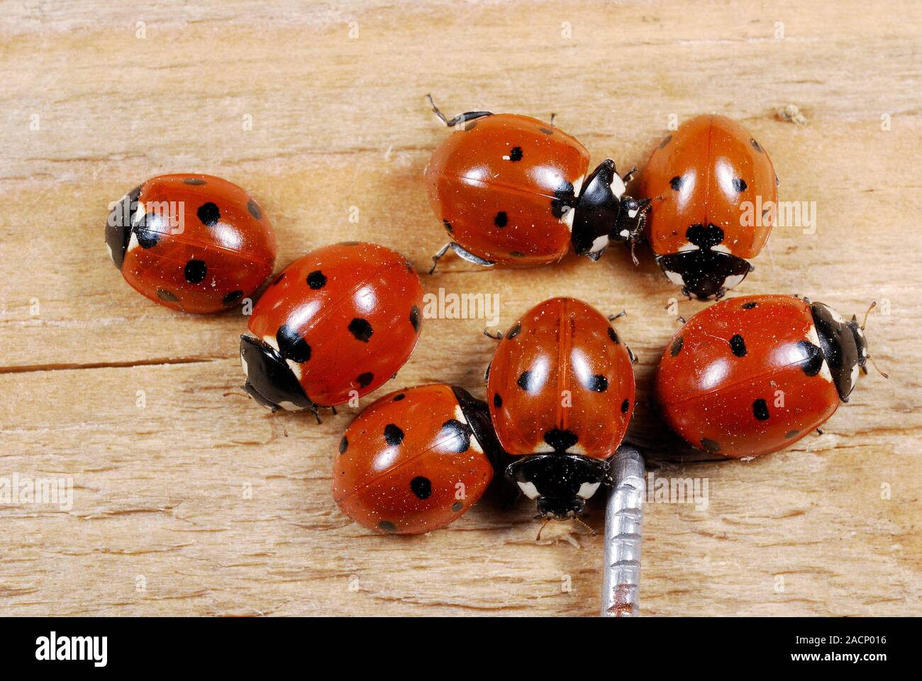 Seven-spot ladybirds (Coccinella septempunctata). This is the most ...