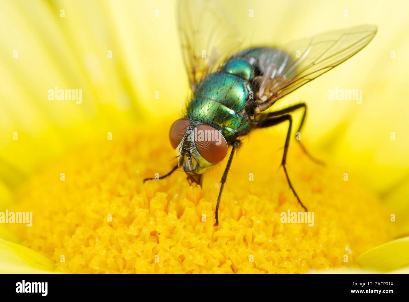 Common greenbottle (Lucilia caesar) feeding on a flower. The common ...