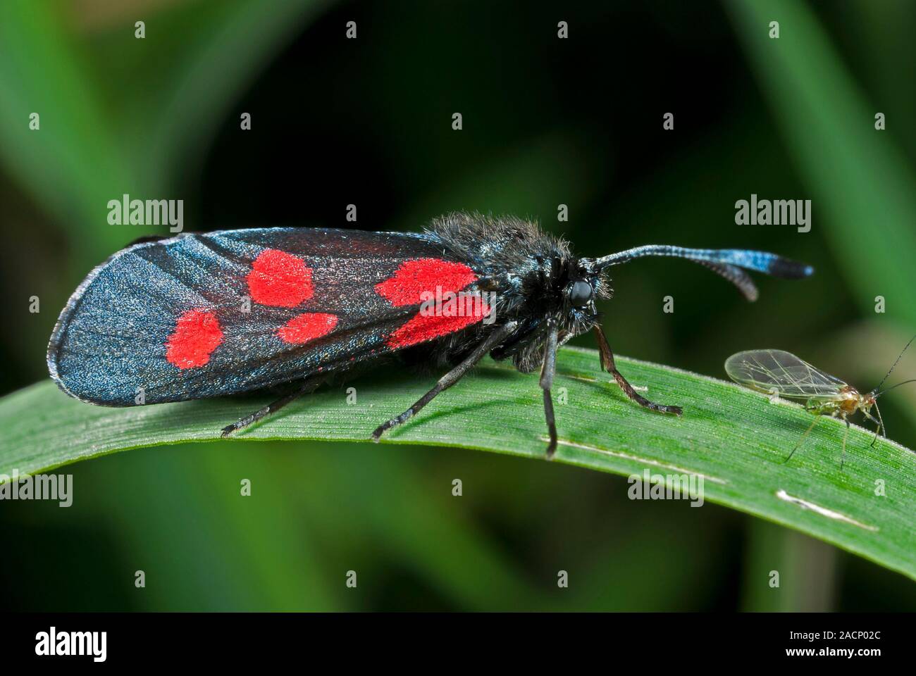 New Forest burnet (Zygaena viciae) moth on a blade of grass with an ...