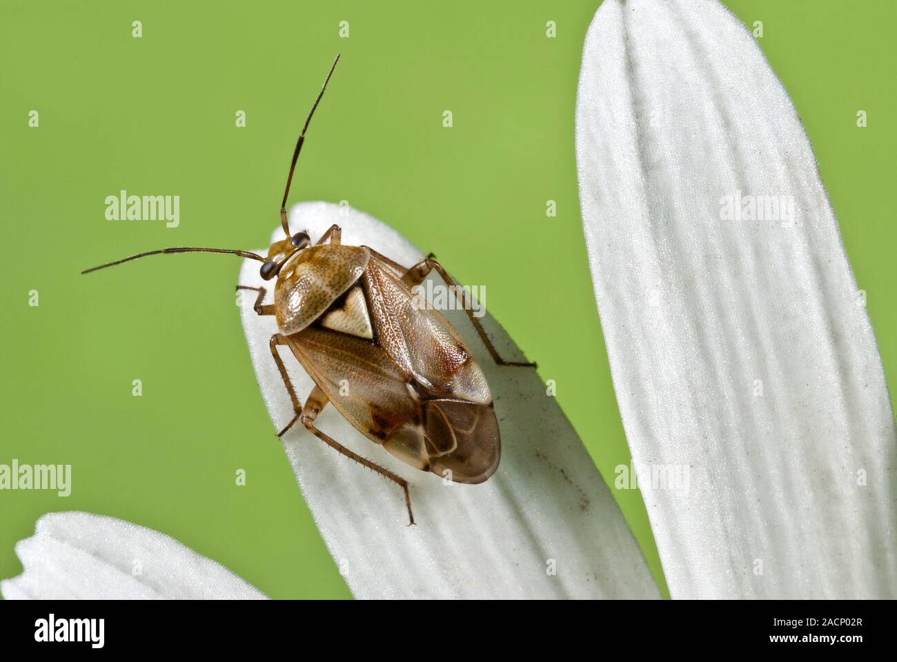 Plant bug (Lygus pratensis) on a flower. Plant bugs are small ...