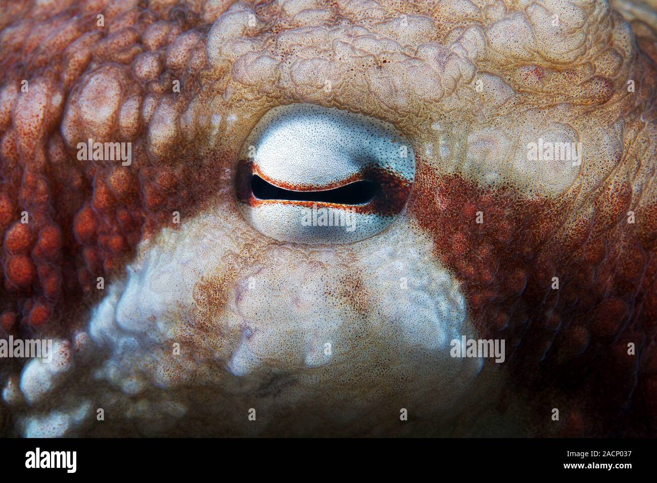 Octopus eye (Enteroctopus dofleini Stock Photo - Alamy