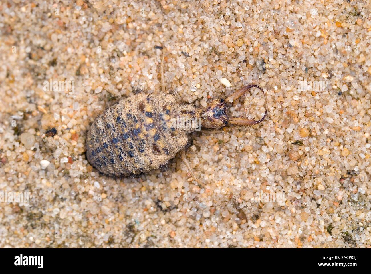 Ant-lion (Myrmeleon sp.) larva. Named due to its predatory nature and ...