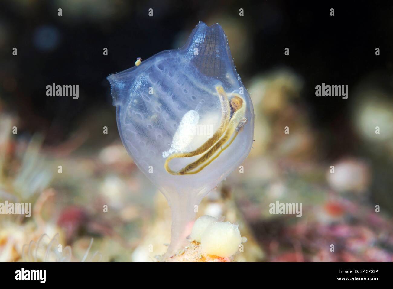 Sea grape (Molgula sp.). Sea grapes are marine filter feeding animals ...