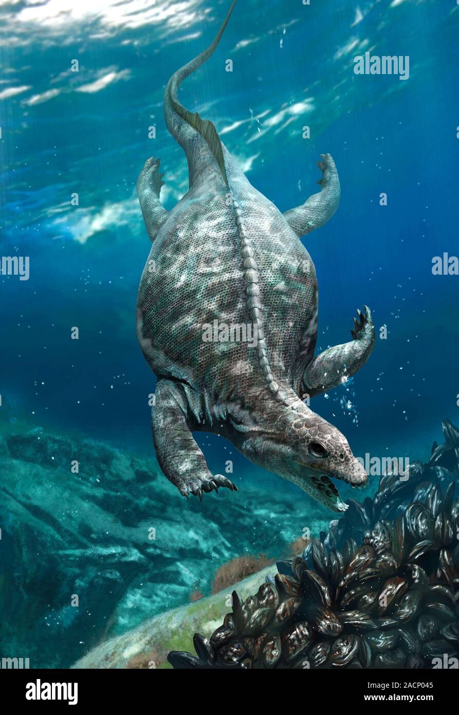 Prehistoric marine reptile, Placodus gigas. This extinct reptile lived ...