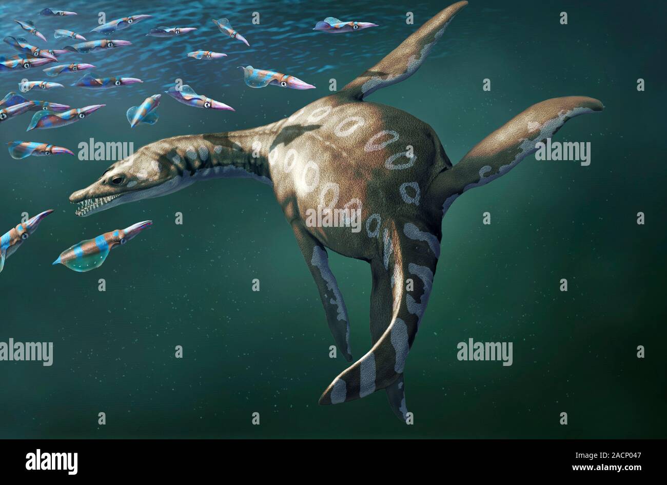 Rhomaleosaurus (Rhomaleosaurus cramptoni). Artwork of Rhomaleosaurus, a ...