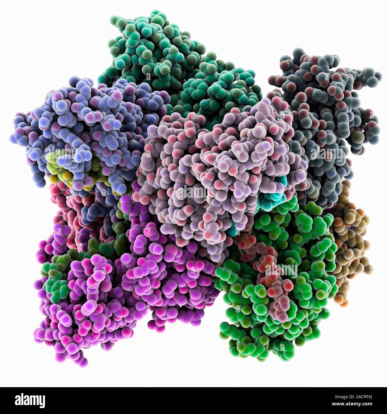 Poly(A)-binding protein and RNA complex. Computer model showing the ...