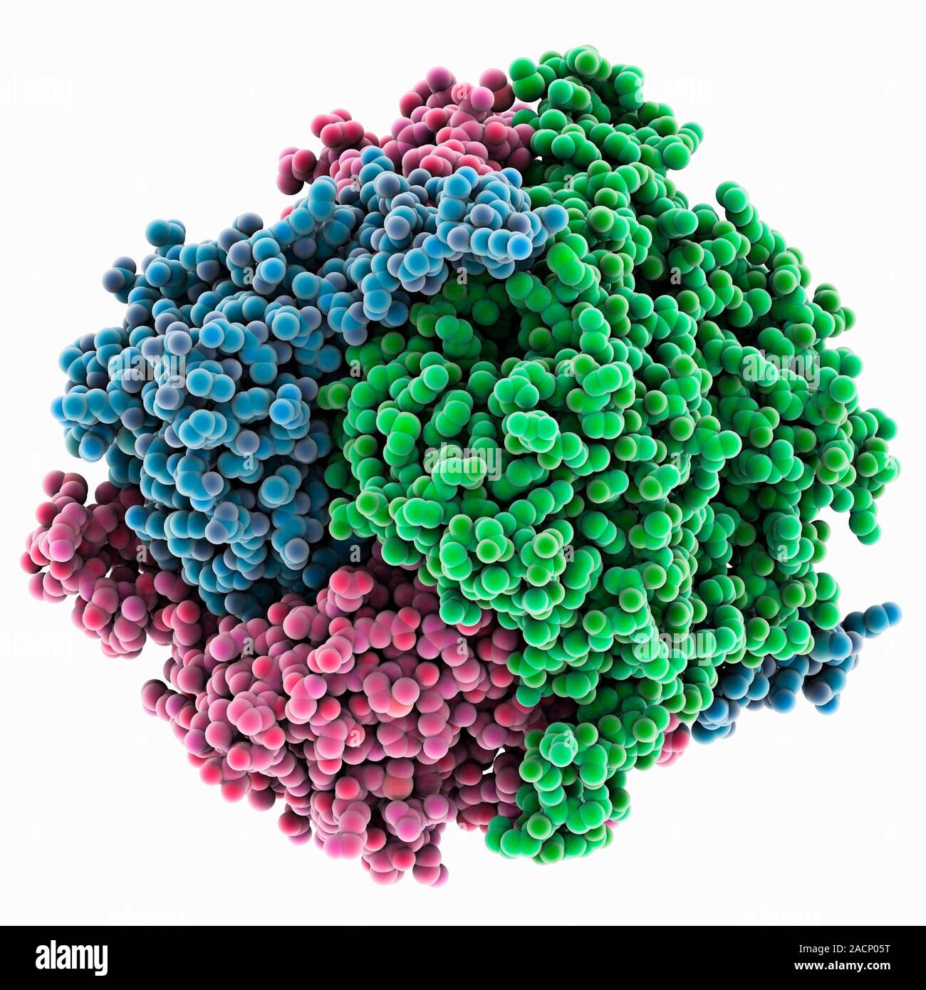 Dienoyl Coenzyme A Isomerase Molecule Computer Model Showing The Structure Of A Molecule Of