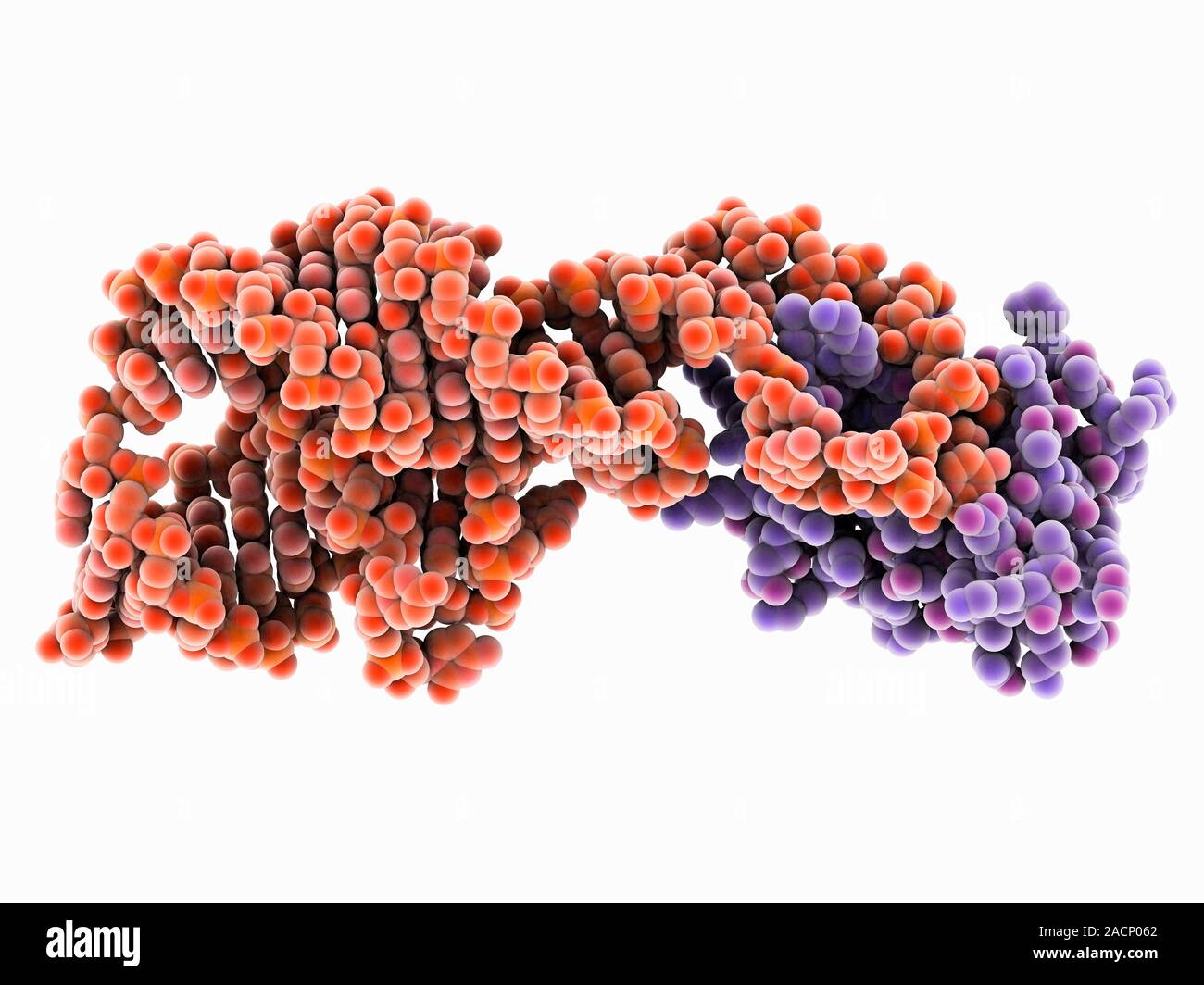 Hepatitis D virus ribozyme complex. Computer model showing an RNA ...
