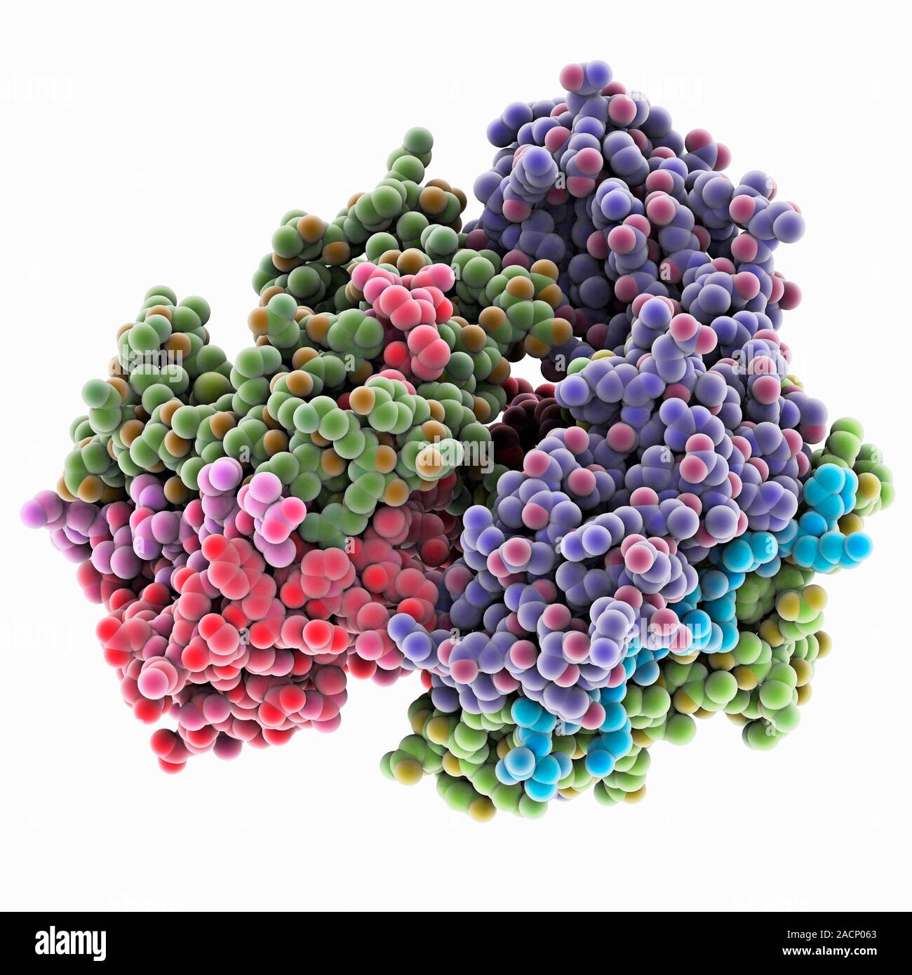 MHC protein complexed with flu virus. Computer model showing the ...