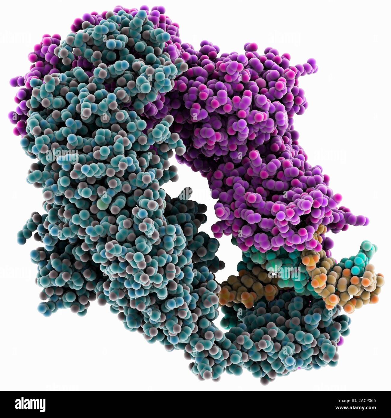 E. coli DNA mismatch repair complex. Computer model showing the ...
