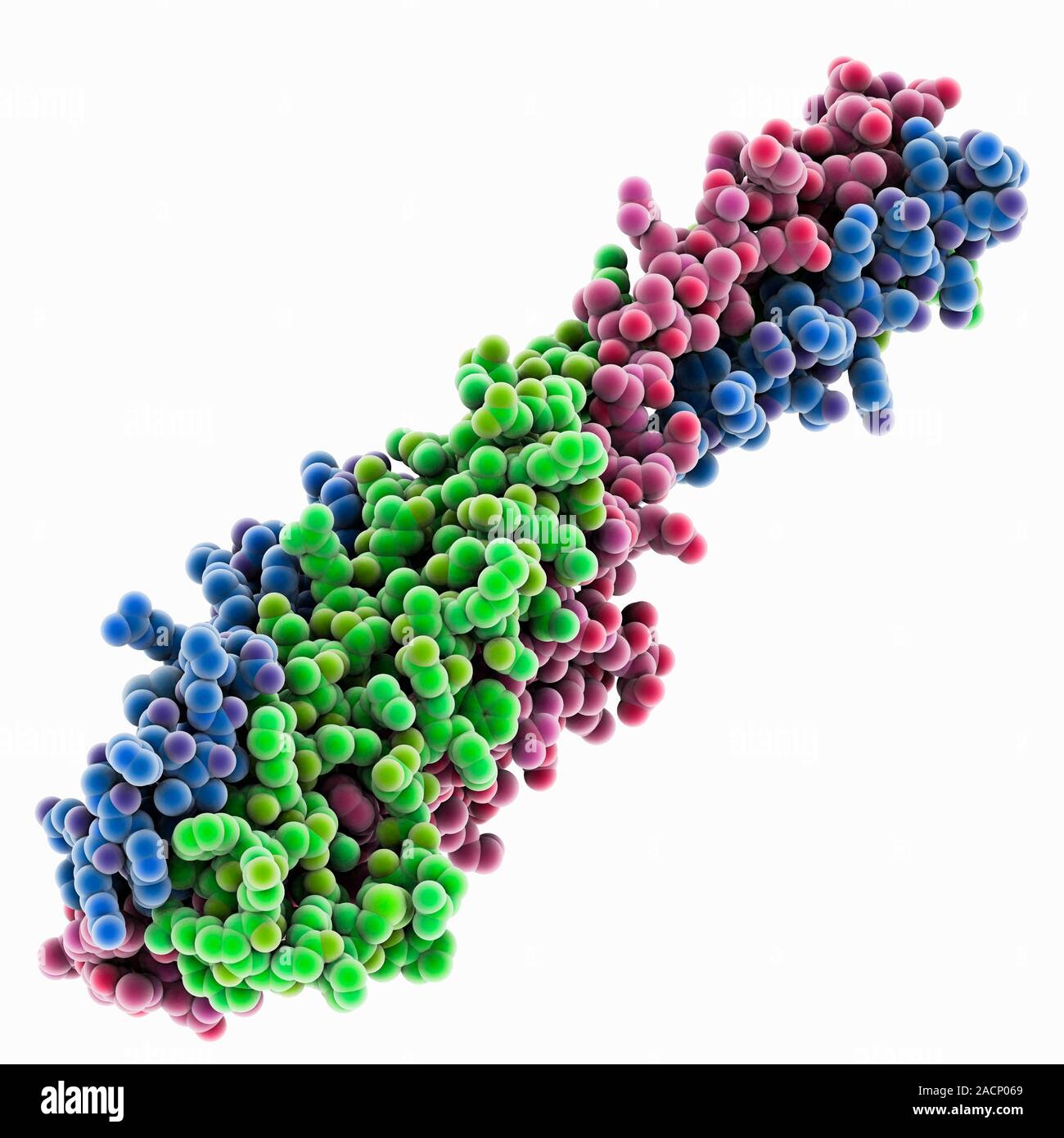 Ebola virus glycoprotein. Computer model showing the structure of a GP2 ...