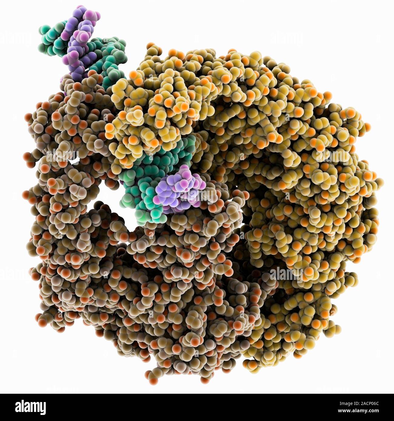 DNA mismatch repair complex. Computer model showing the structure of a ...