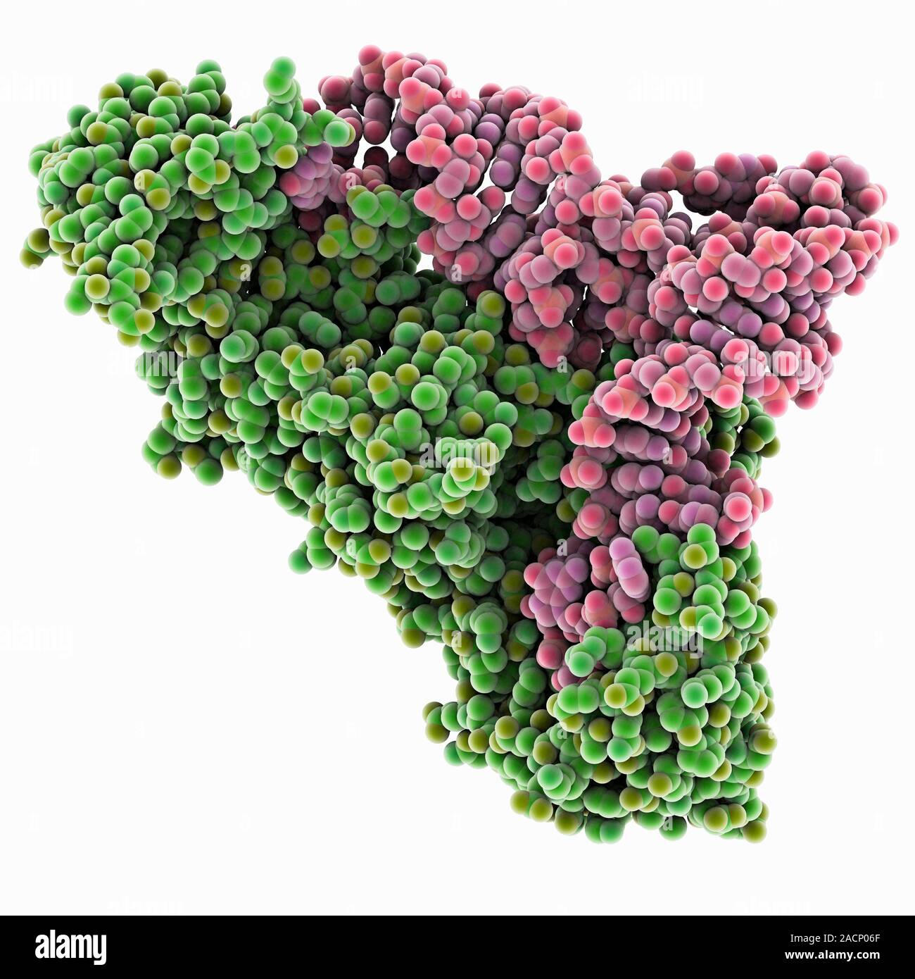 Transfer RNA complex. Computer model showing the structure of a tight ...
