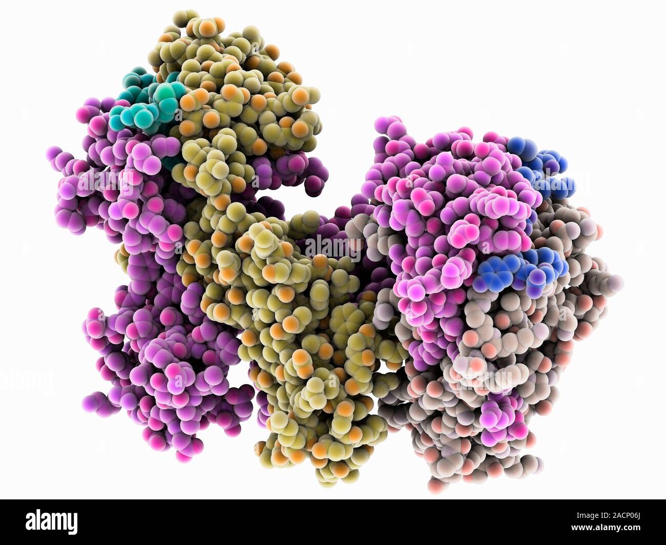 MHC protein-antigen complex. Computer model showing a ... MHC protein-antigen complex. Computer model showing a ...
