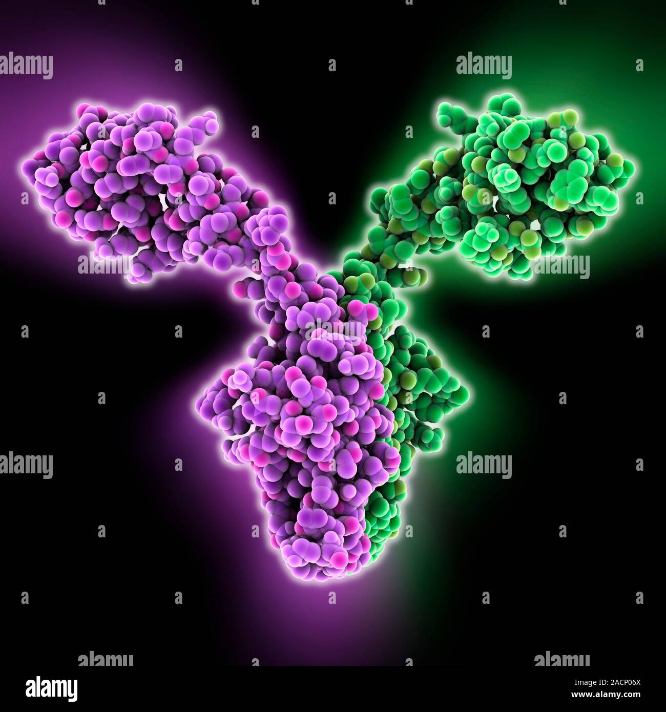 Ribosomal RNA-binding protein molecule. Computer model showing the ...