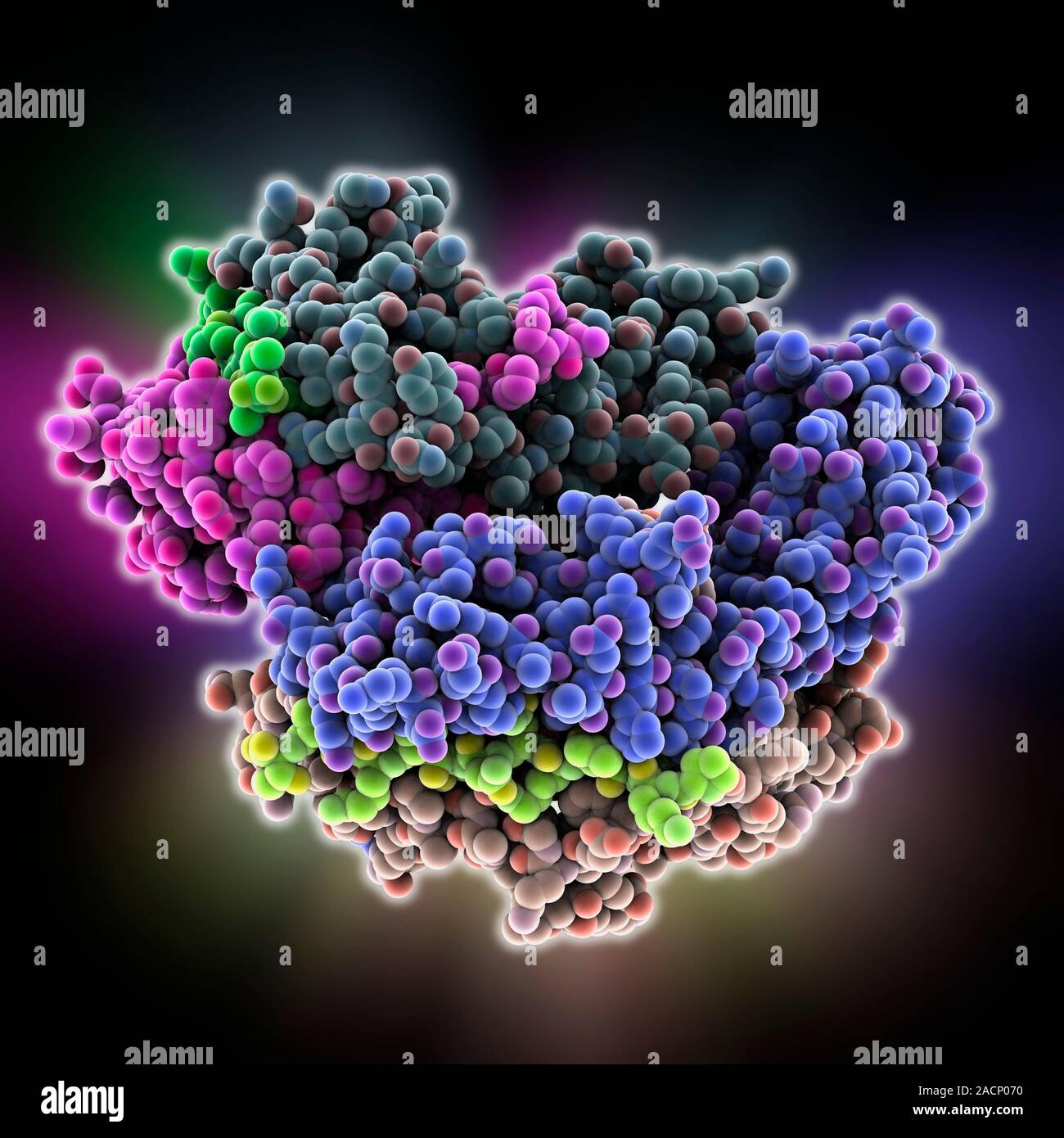 MHC protein complexed with flu virus. Computer model showing the ...