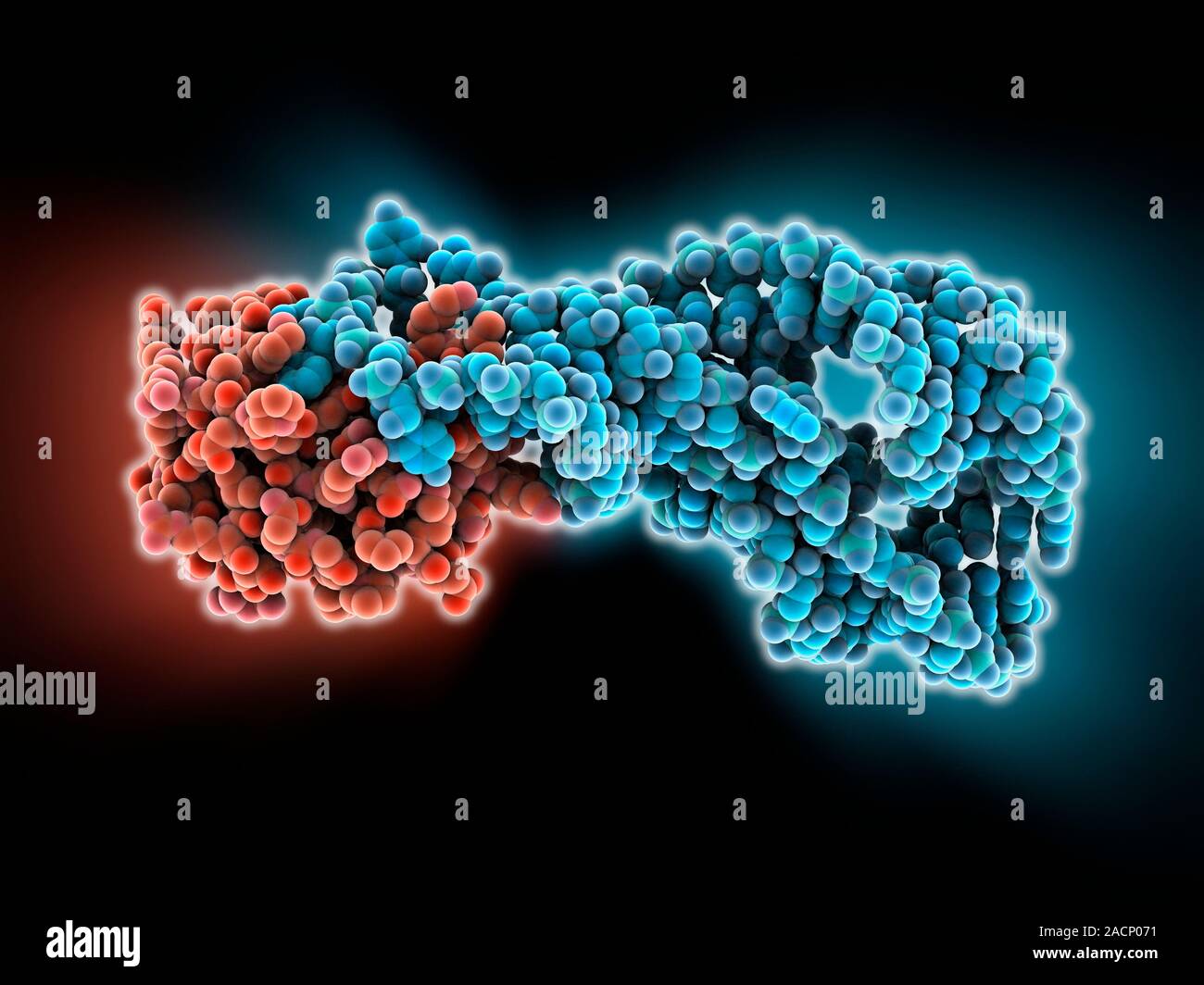 Hepatitis D virus ribozyme complex. Computer model showing an RNA ...