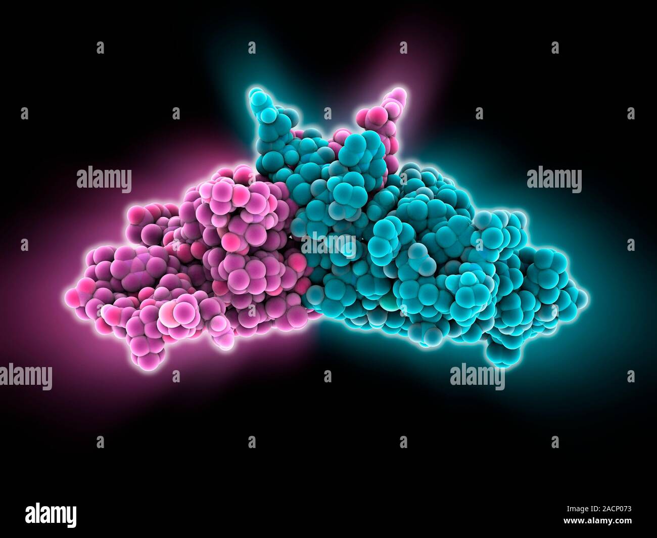 Hp1 Molecule C Terminal Domain Computer Model Showing The Structure Of