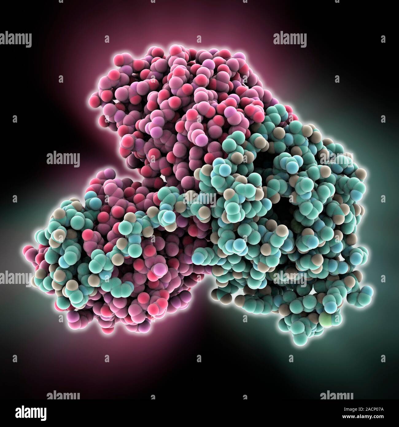 Human electron transfer flavoprotein. Computer model showing the ...