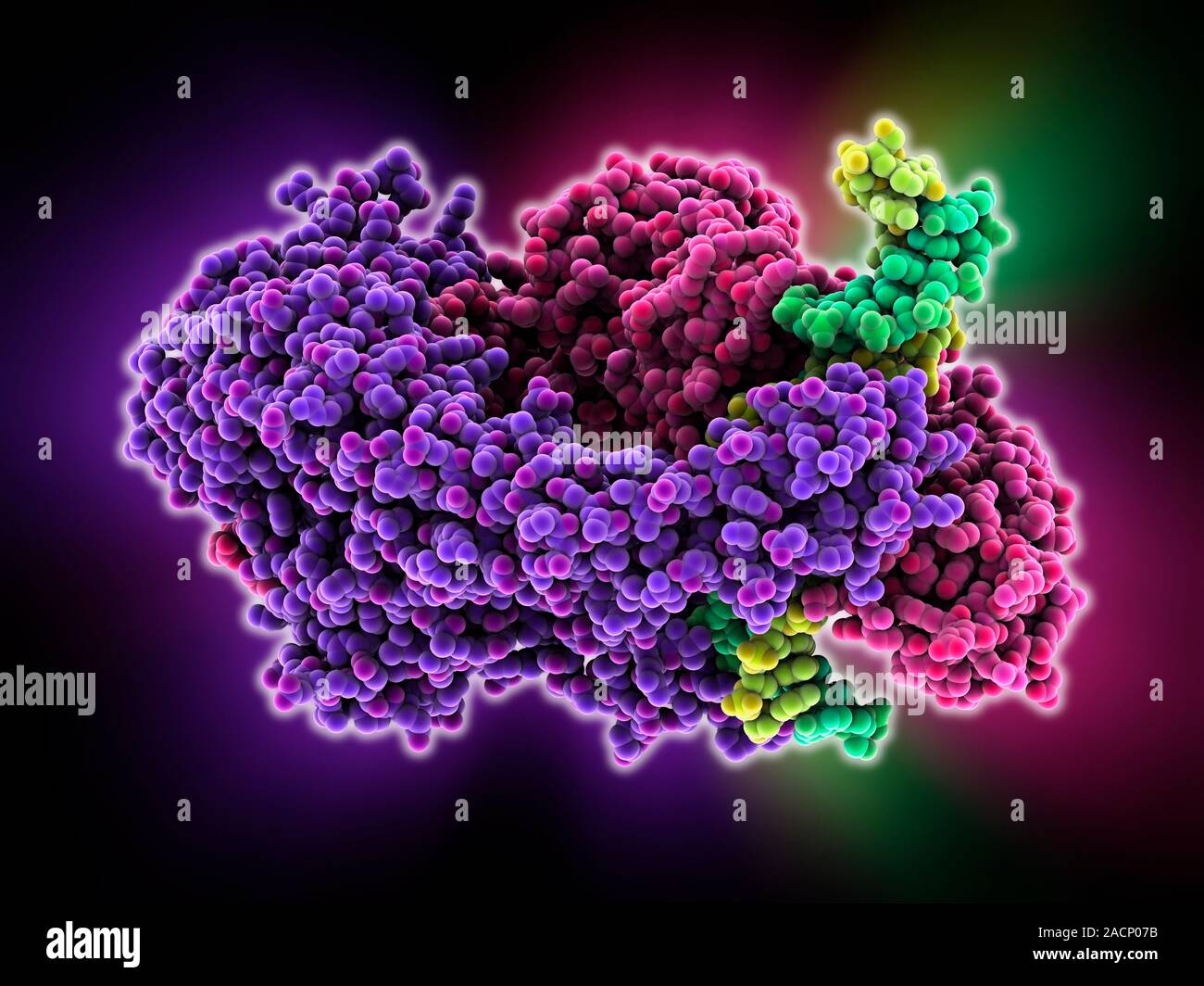 DNA mismatch repair complex. Computer model showing the structure of a ...