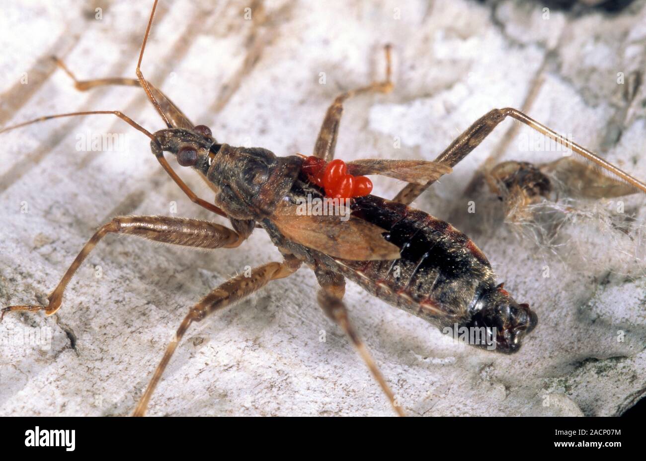 Tree damsel bug. Damsel bug (Himacerus apterus). Photographed in Poland ...