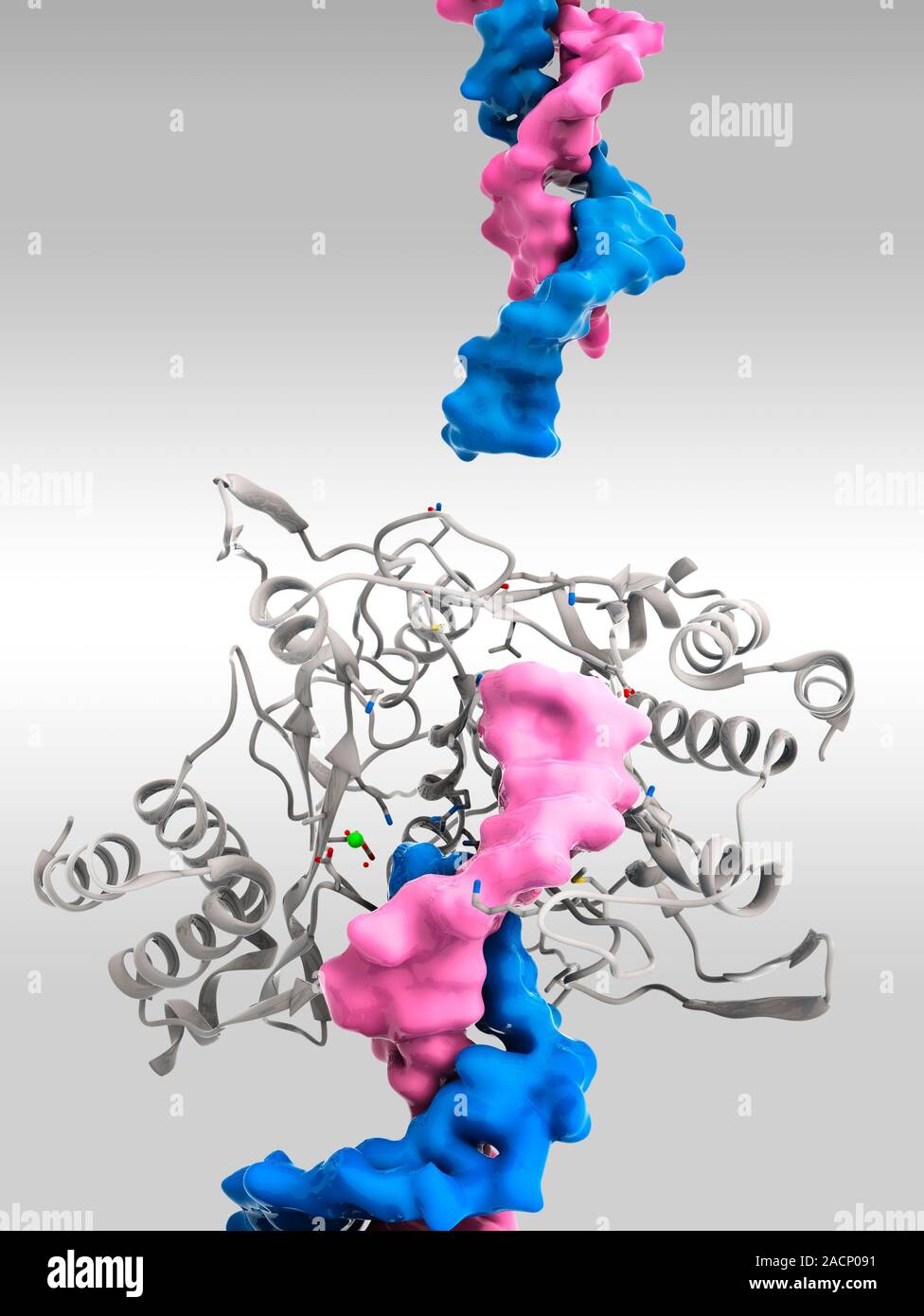 Restriction enzyme cutting DNA. Computer model showing an EcoRI endonuclease enzyme (ribbons ...