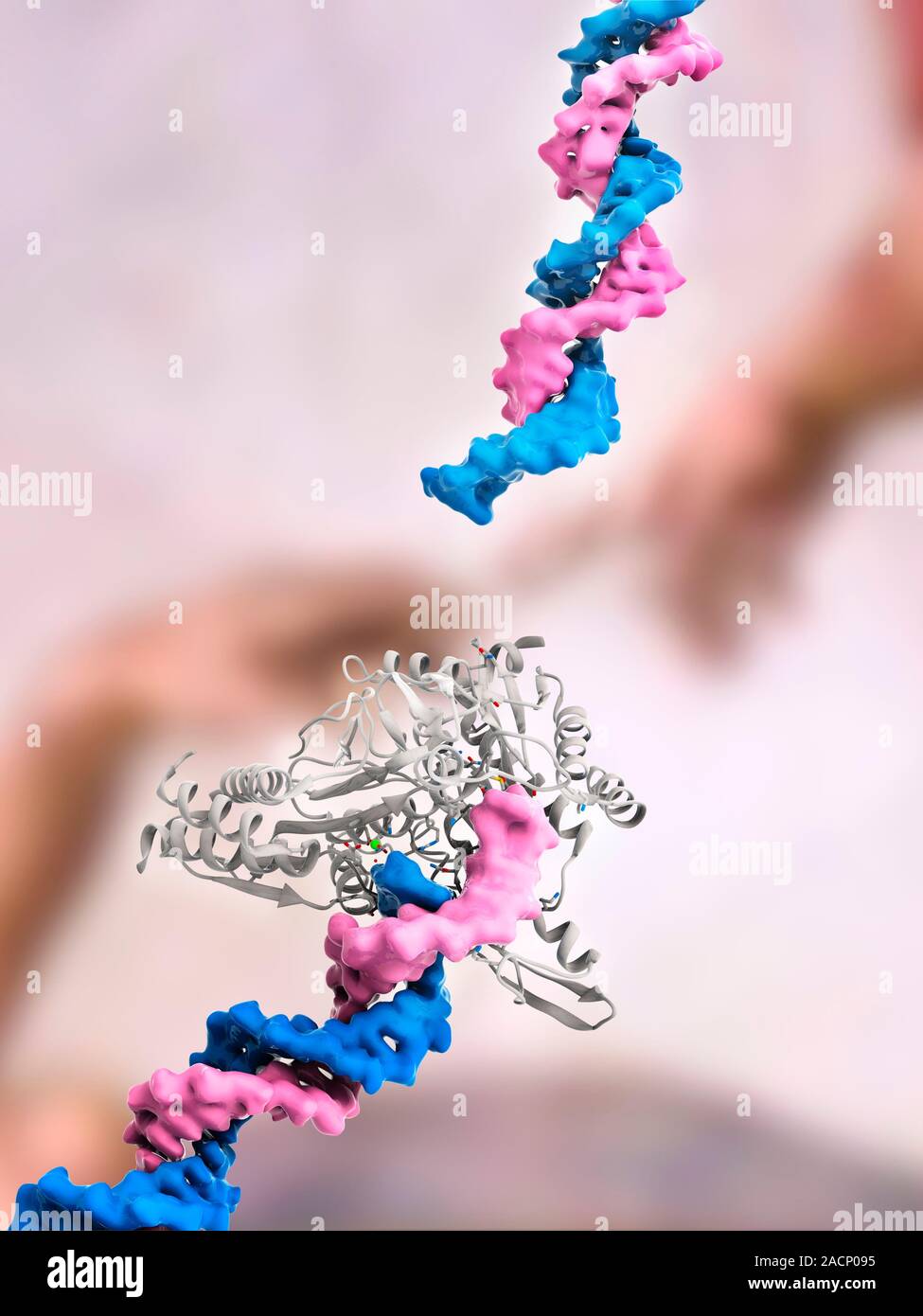 Restriction Enzyme Cutting Dna Computer Model Showing An Ecori