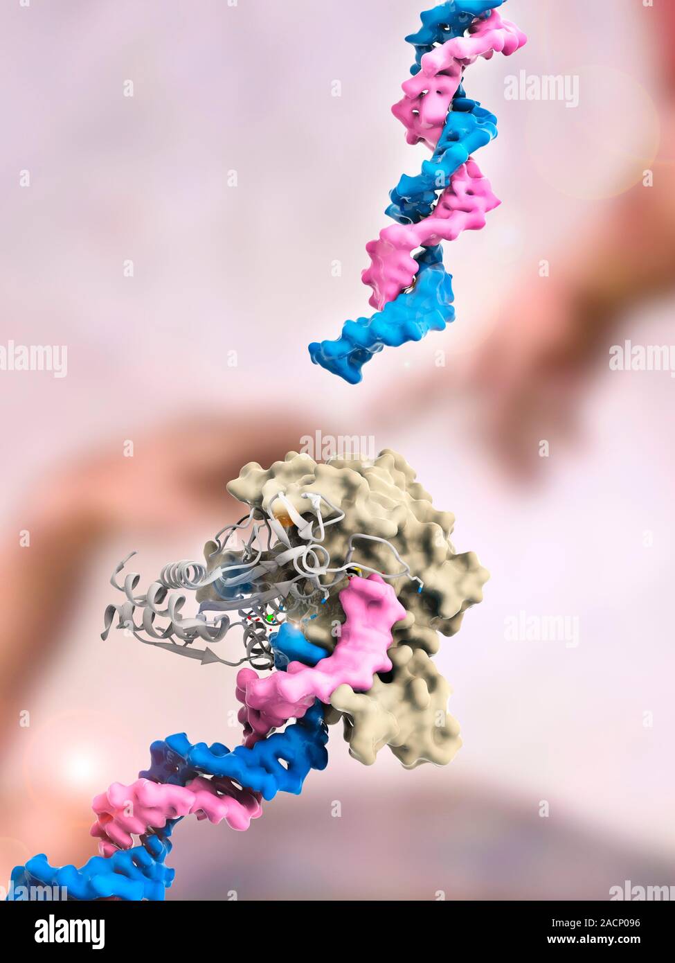 Restriction Enzyme Cutting Dna Computer Model Showing An Ecori Endonuclease Enzyme Green And