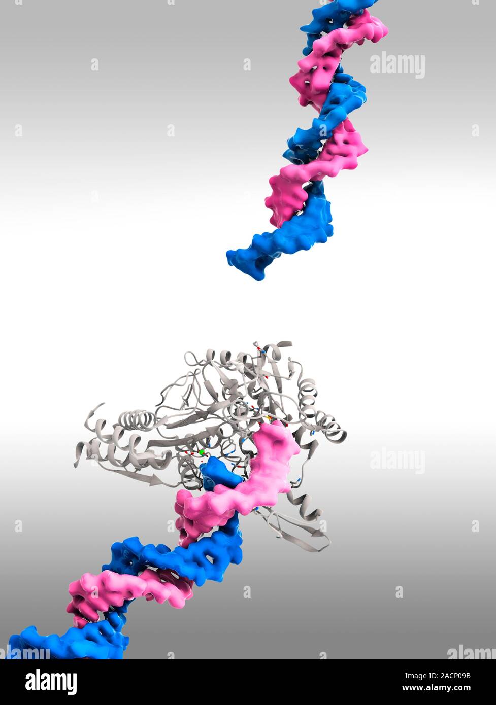 Restriction Enzyme Cutting Dna Computer Model Showing An Ecori