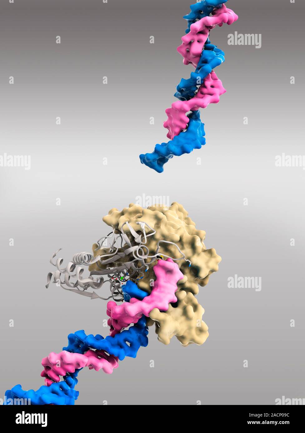 Restriction enzyme cutting DNA. Computer model showing an EcoRI endonuclease enzyme (green and ...