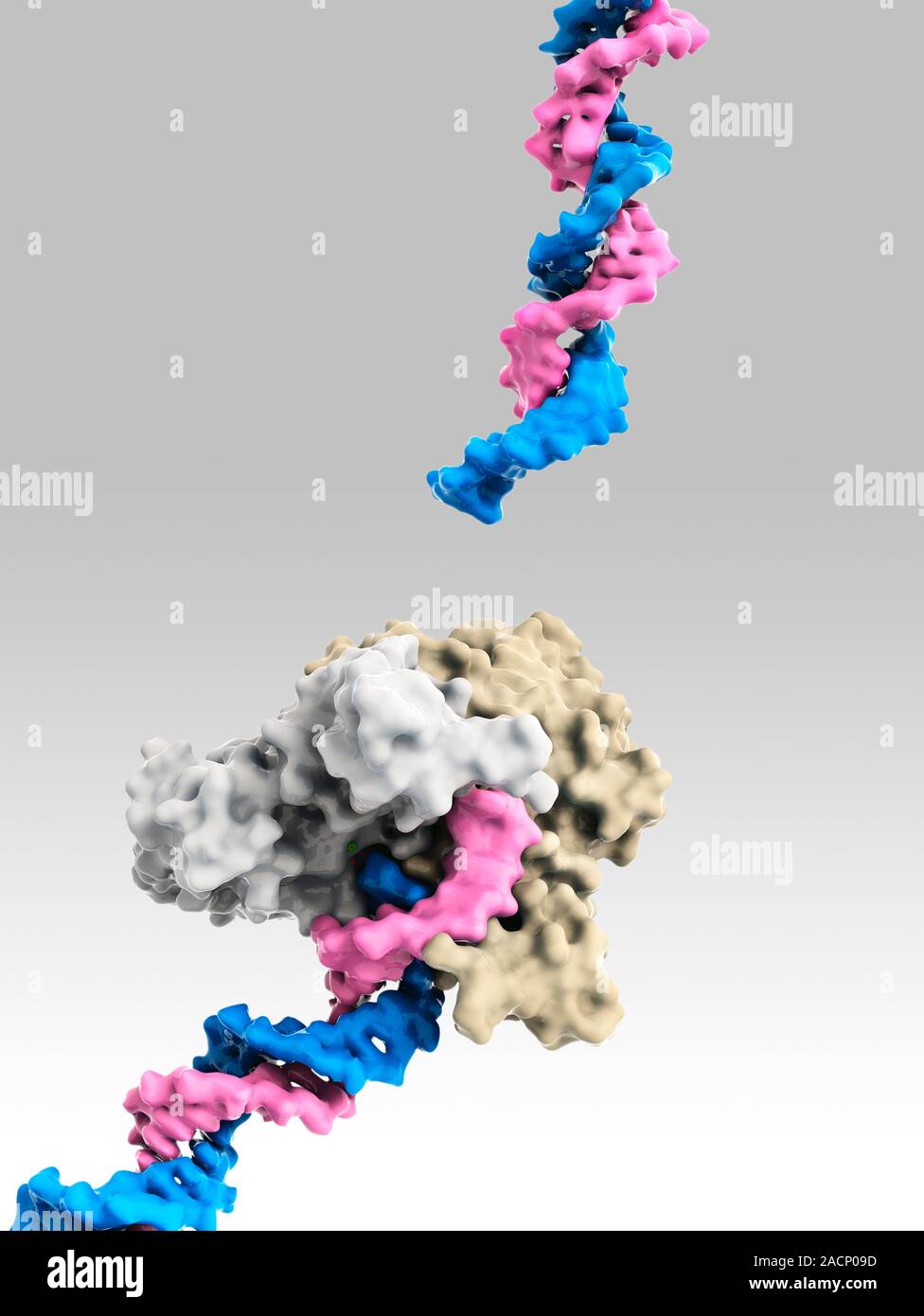 Restriction enzyme cutting DNA. Computer model showing an EcoRI endonuclease enzyme (green and ...