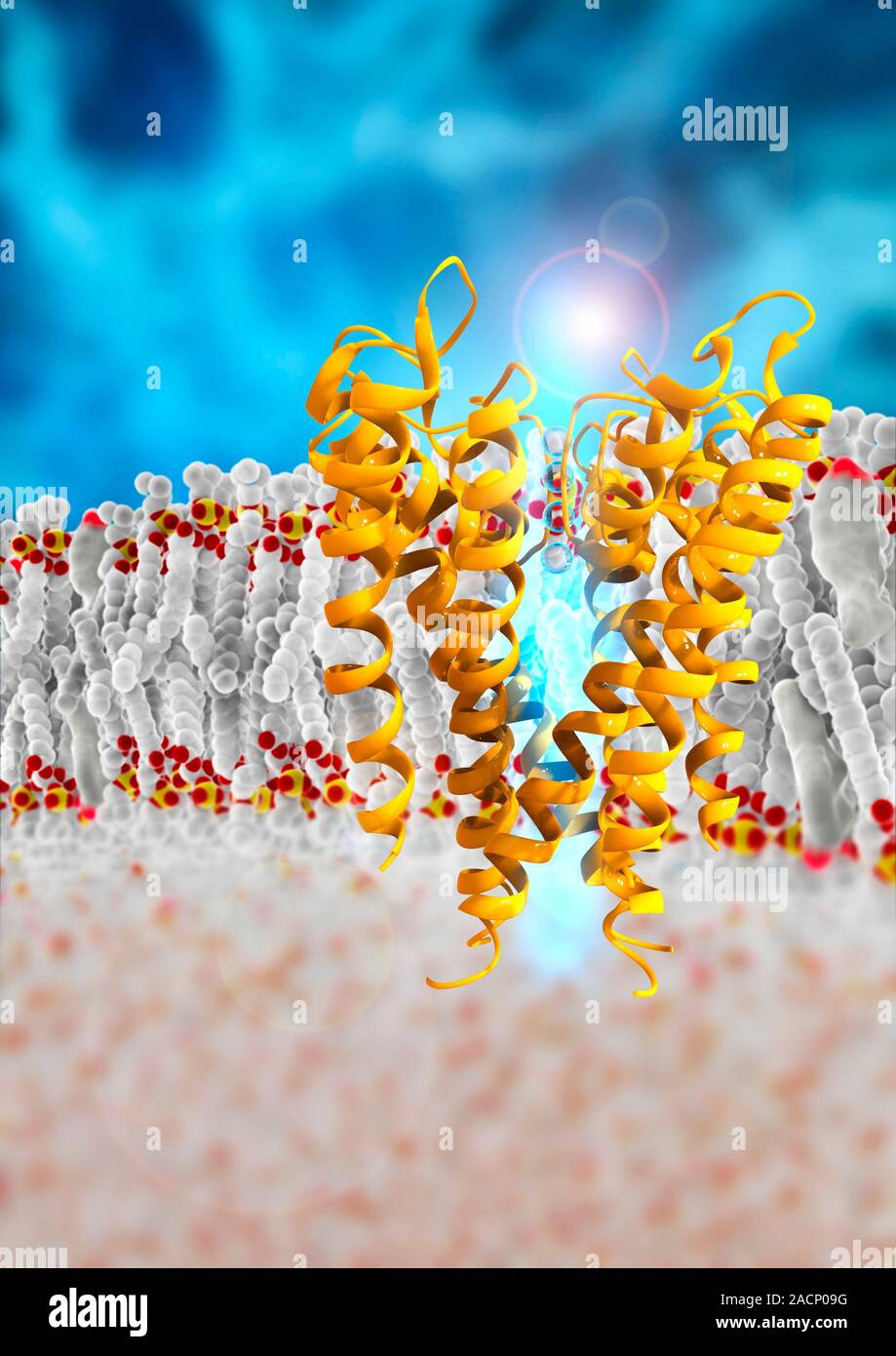 Potassium ion channel. Computer artwork of a KcsA potassium ion (K+ ...