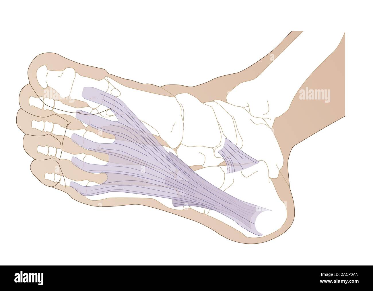 Plantar fascia. Computer artwork of the underside of a human foot ...