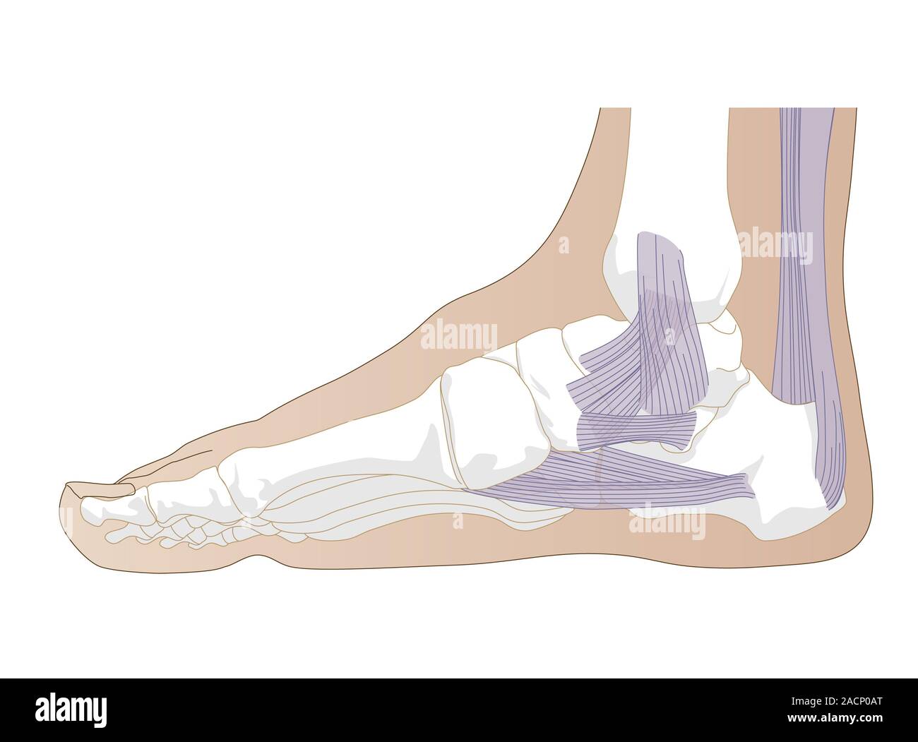 Ankle anatomy. Computer artwork showing the bone (white) of a human ...