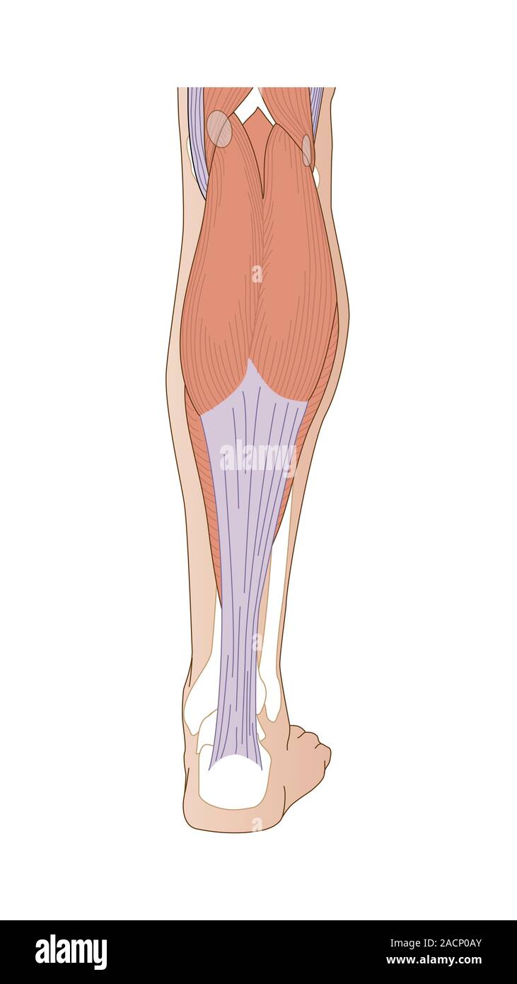 Lower leg anatomy, computer artwork. Rear view of a human lower leg ...