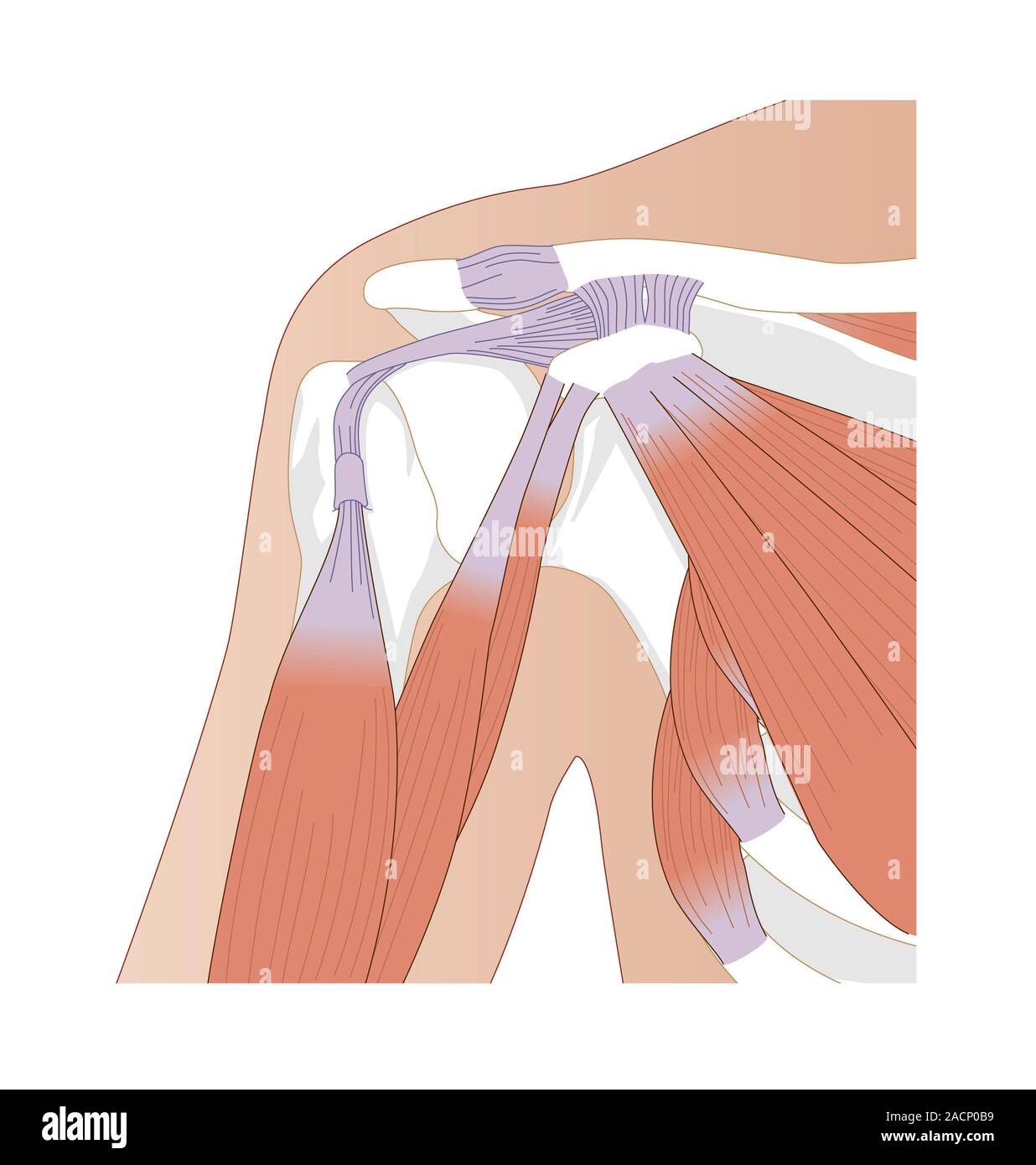 Shoulder muscles. Anatomical computer artwork showing the muscles and ...